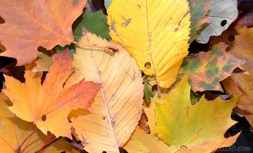 Autumn Activities - Autumn Leaf Threading