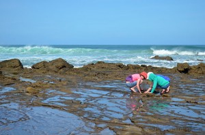 Rock Pooling with Kids - Free Printable Rock Pool Hunt! - Picklebums